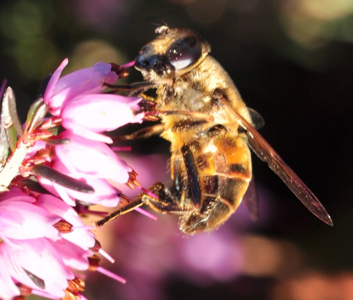 Jacques Piquée : La bruyère de Darley