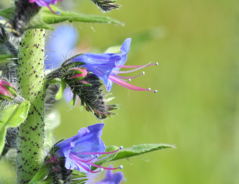 Jacques Piquée : La vipérine commune